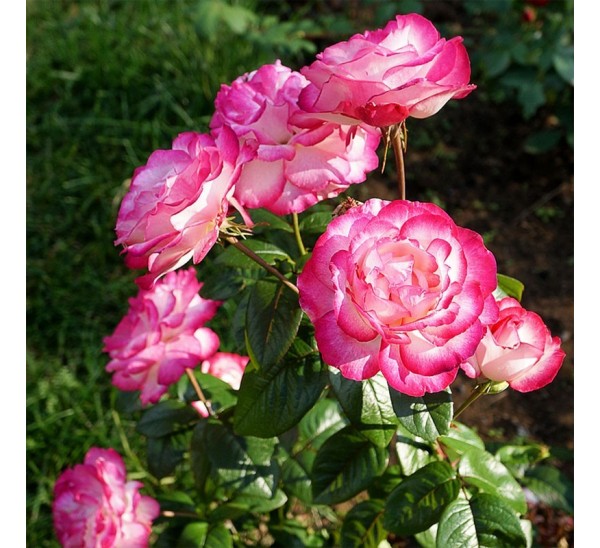 Роза Атлас (Atlas) Delbard 1966 купить в Минске с доставкой по почте.