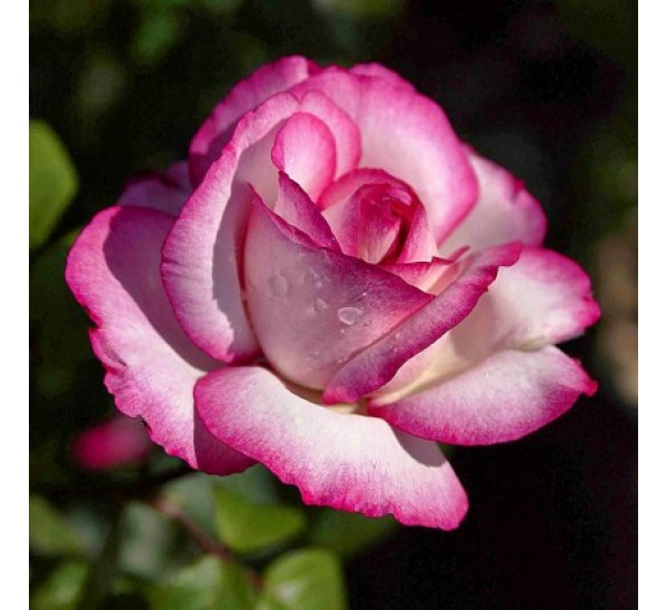 Роза Атлас (Atlas) Delbard 1966 купить в Минске с доставкой по почте.